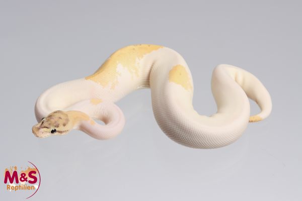 Spark / Puma | Ball pythons | Snakes | Livestock | M&S Reptiles - The ...
