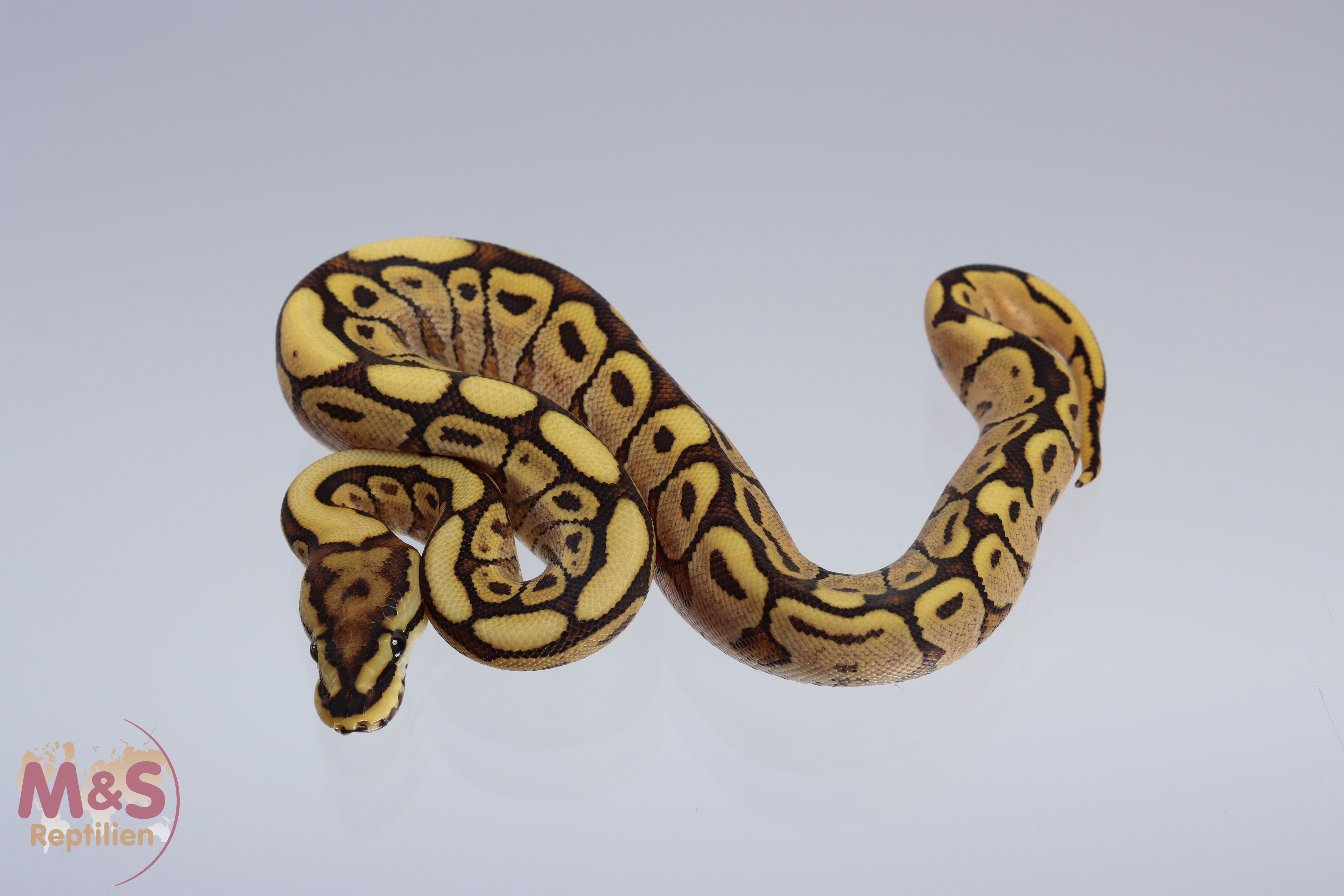 0.1 (Female) Enchi - Spider poss. Gravel Königspython NZ´M&S´21 Python regius | Spider small ...