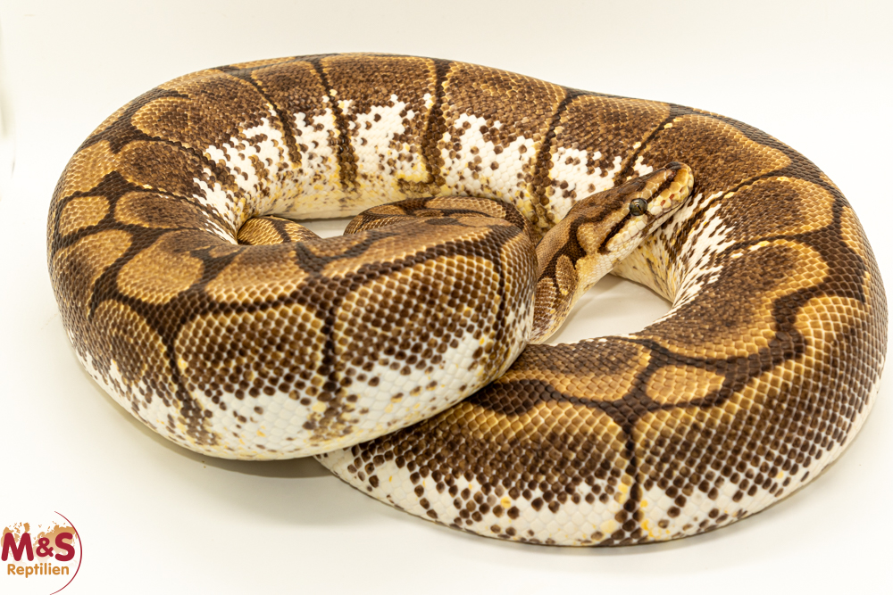 0.1 (Female) Gravel Spider Königspython NZ´M&S´18 Python regius ...