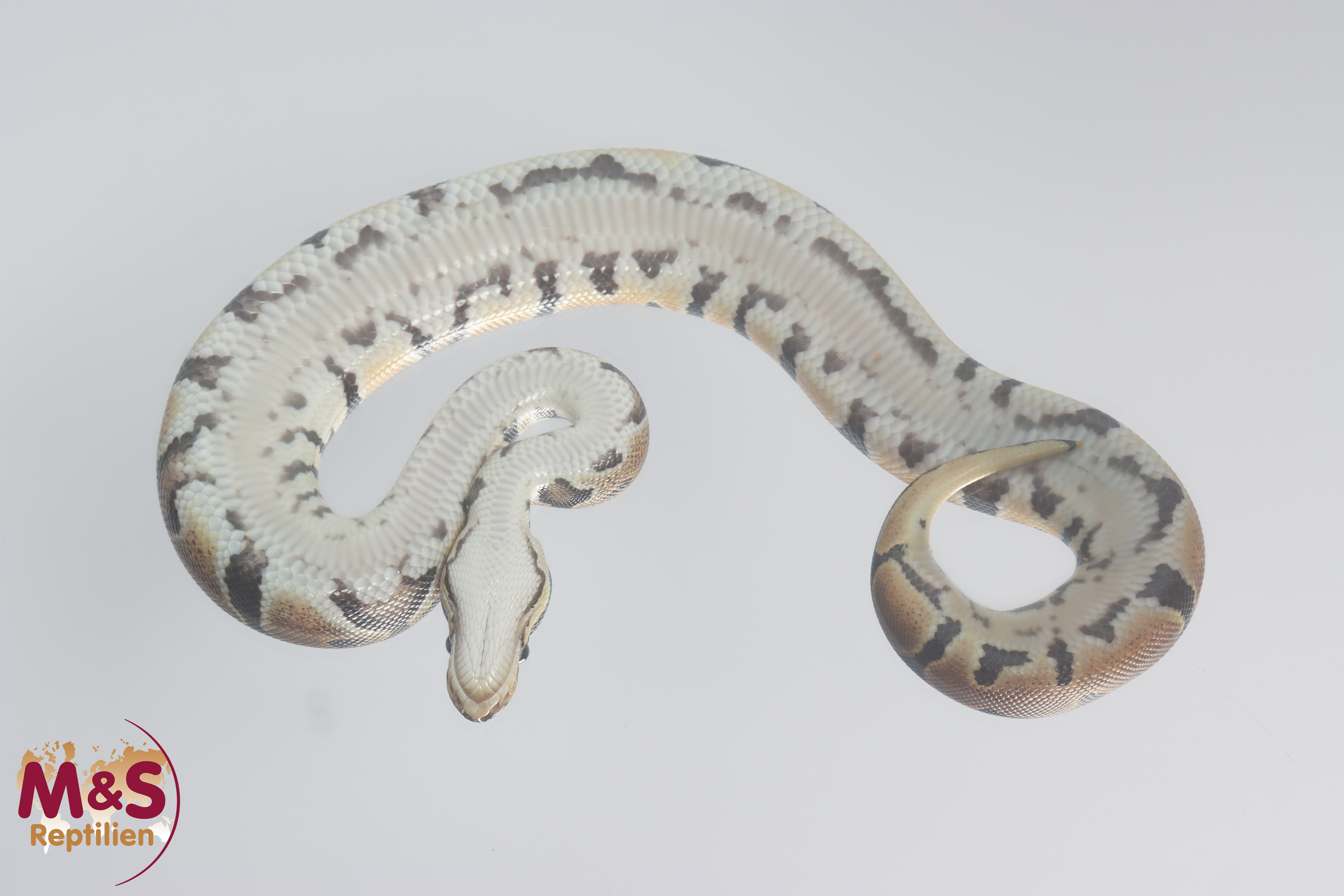0.1 (Female) 100% doppel hetero Albino - Piebald Königspython NZ´M&S´22 Python regius | Albino ...