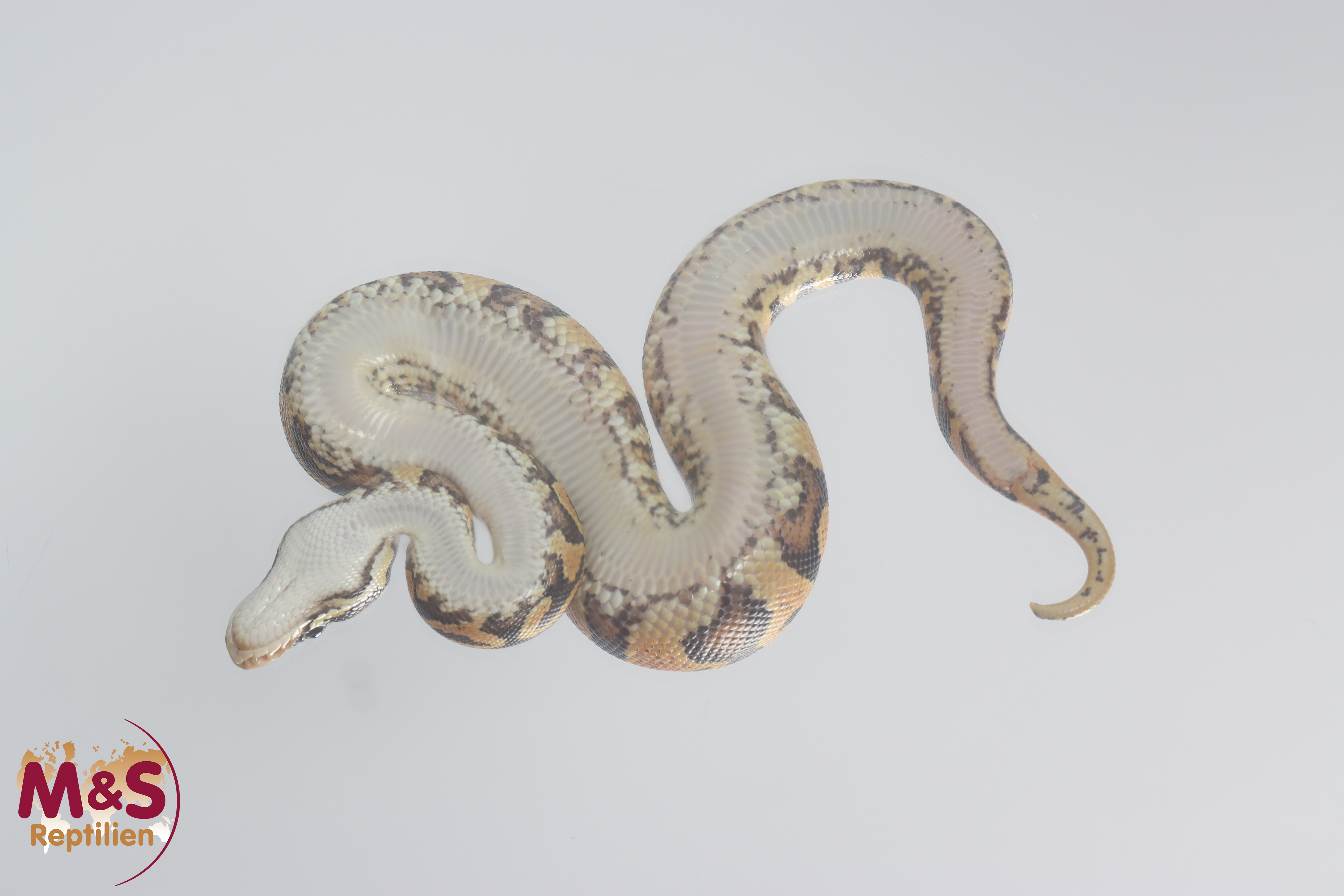 0.1 (Female) Gravel - Pastel Königspython NZ´M&S´22 Python regius ...