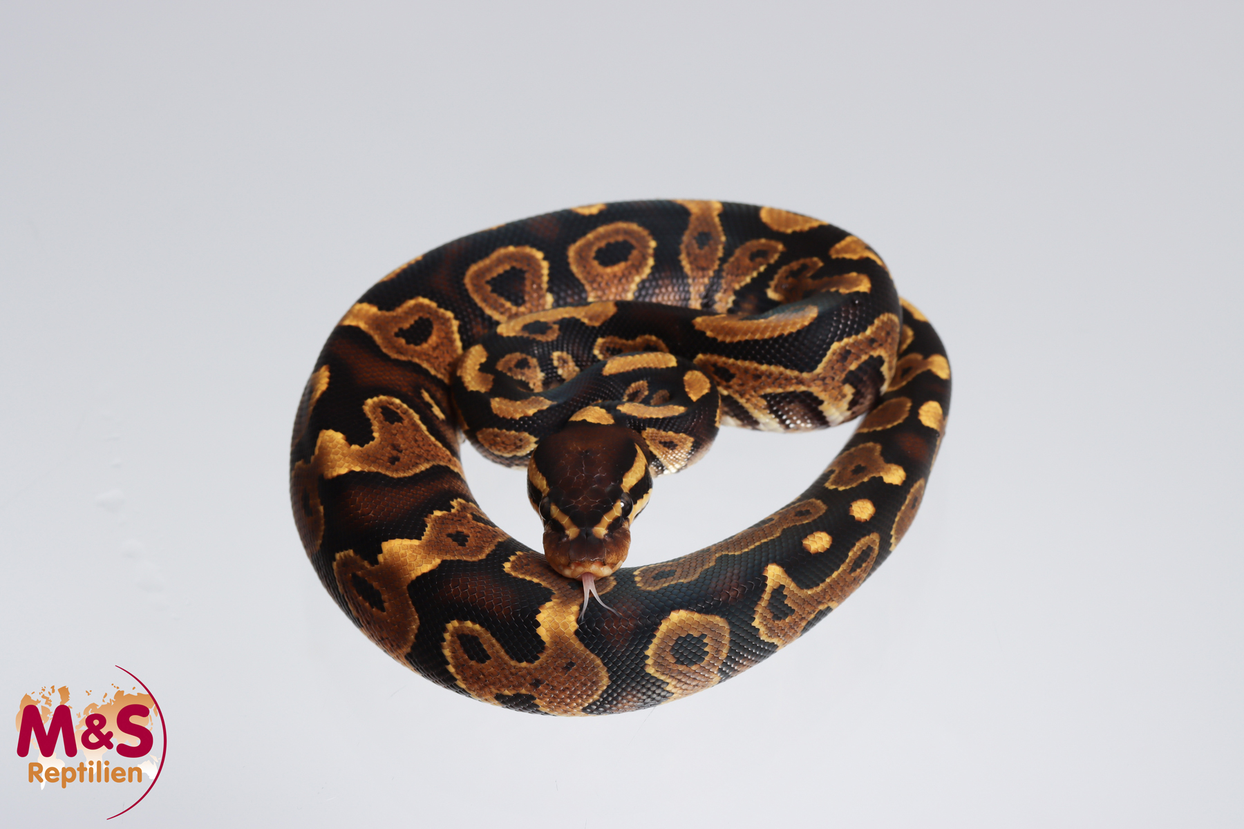 0.1 (Female) Yellowbelly Königspython NZ´M&S´23 Python regius | Yellowbelly medium - large ...