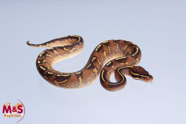 0.1 (Female) Super Gravel Königspython NZ´M&S´22 Python regius | Gravel ...