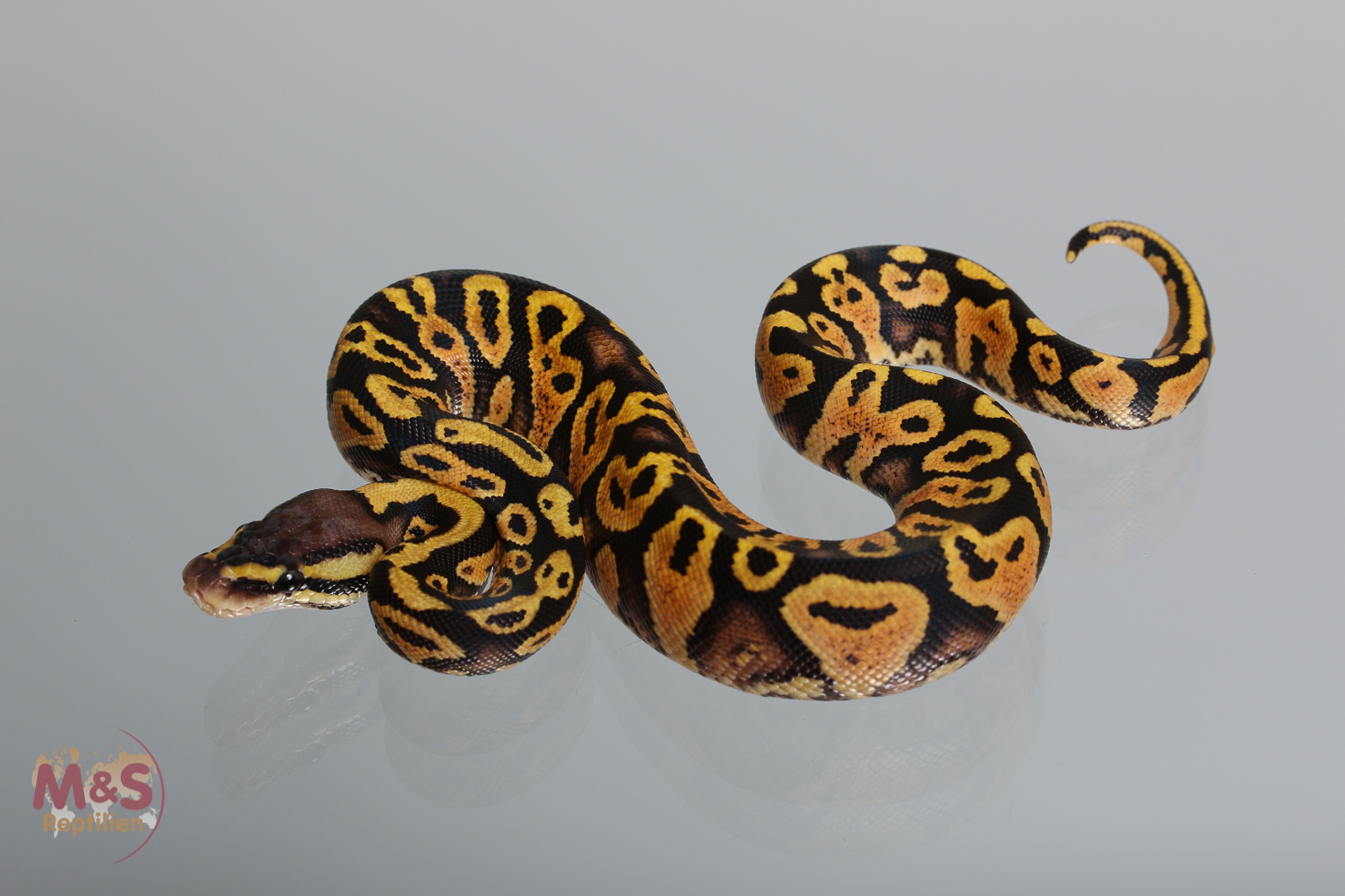 0.1 (Female) Pastel poss. Gravel Königspython NZ´M&S´17 Python regius ...