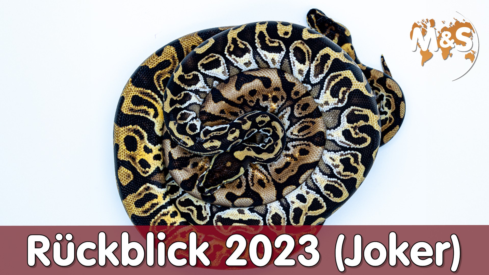 Ballpython Rückblick 2023 | Joker Ball | Blog / Reptil TV | Service | M ...