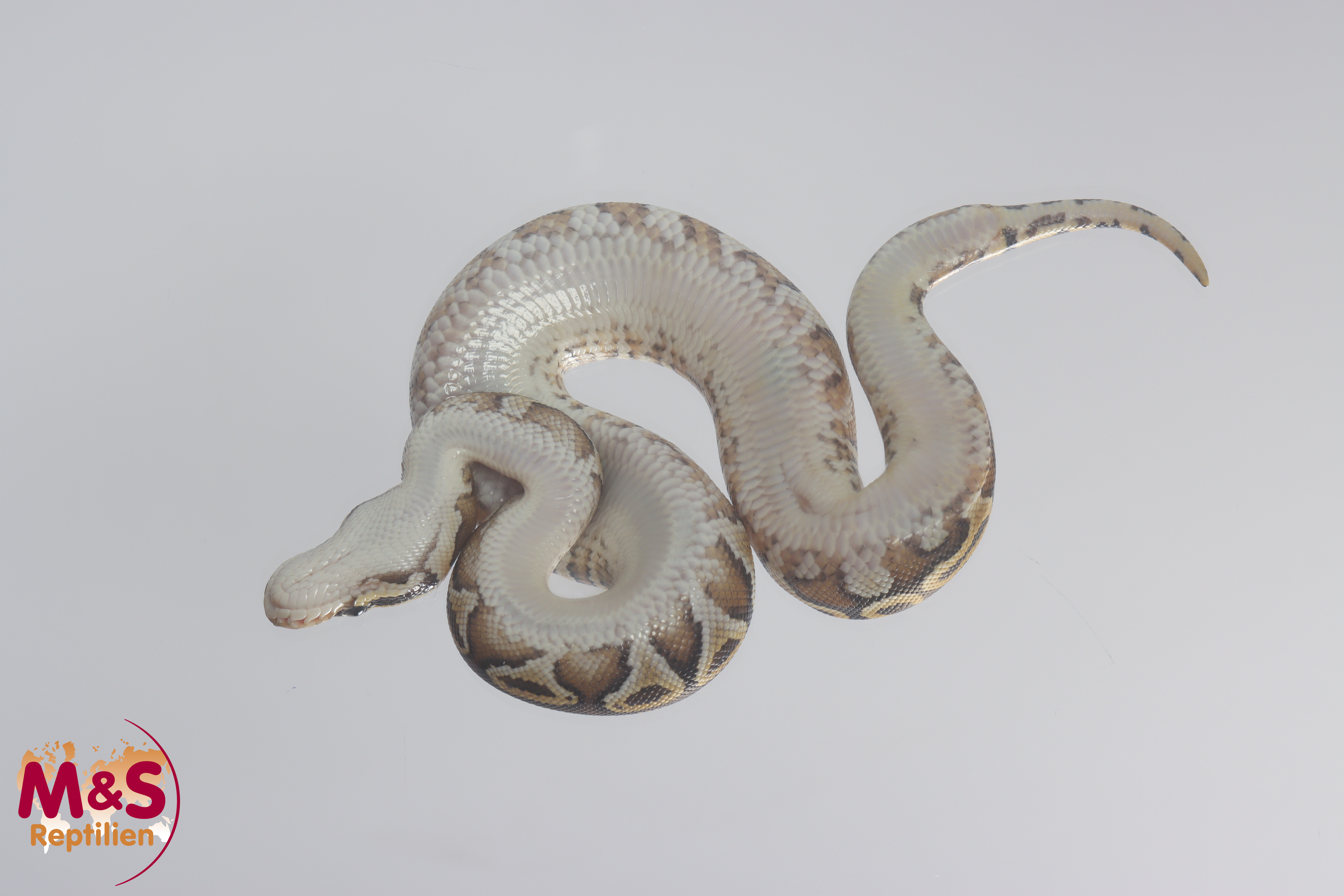 0.1 (Female) Mojave - Specter Königspython NZ´M&S´22 Python regius | M ...