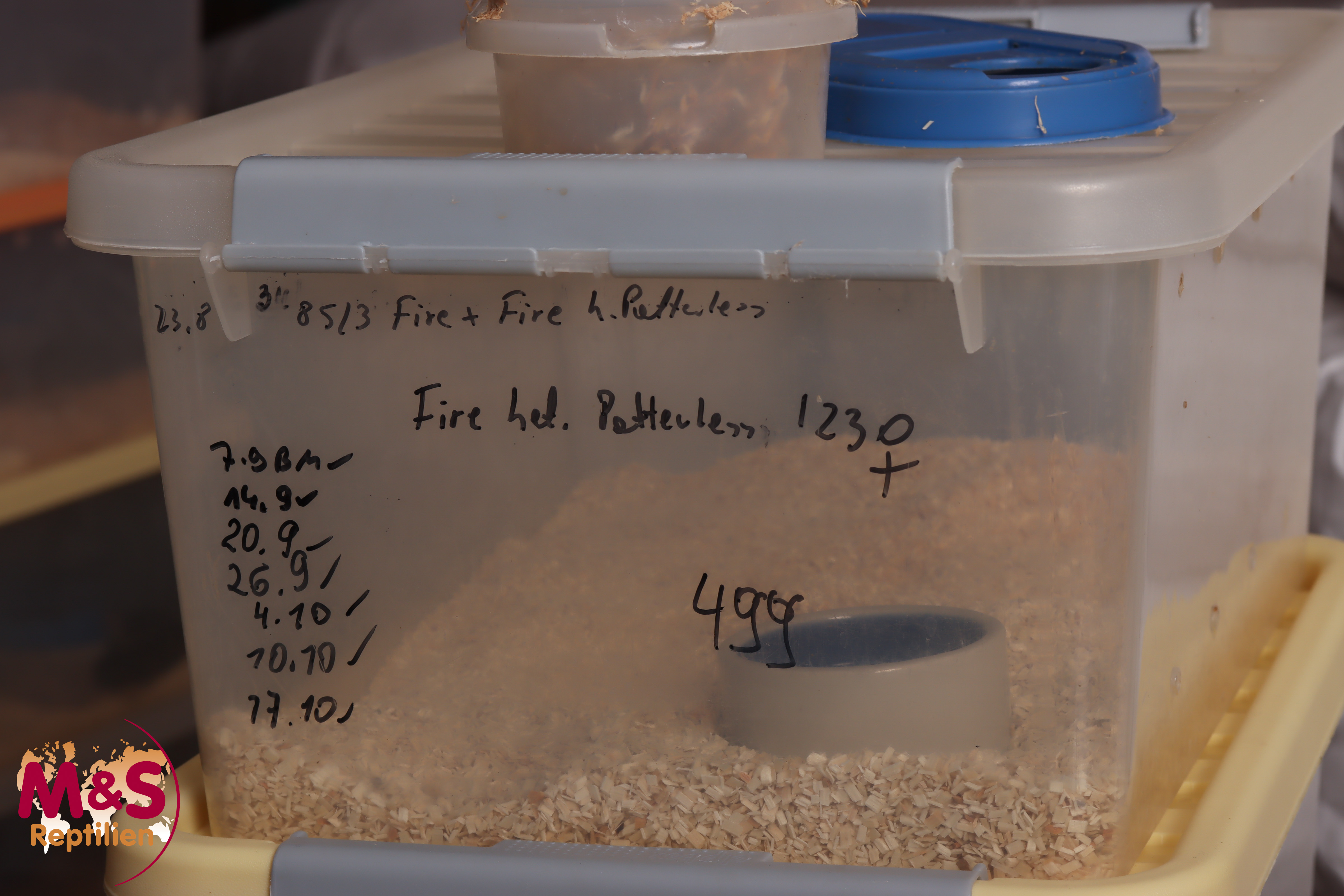 0.1 (Female) Fire hetero Patternless Königspython NZ´M&S´23 Python ...