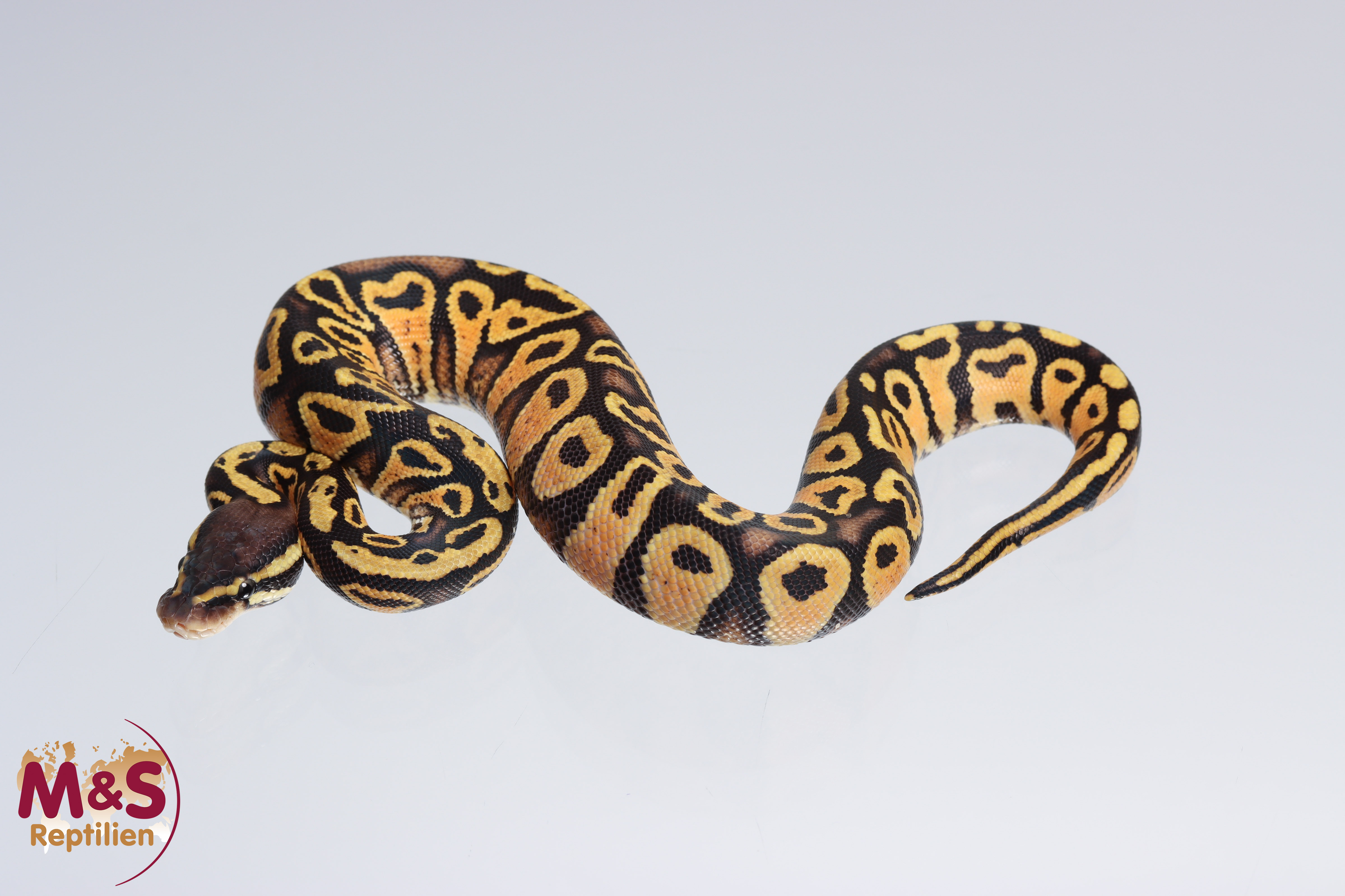1.0 (Male) Gravel - Pastel Königspython NZ´M&S´22 Python regius ...