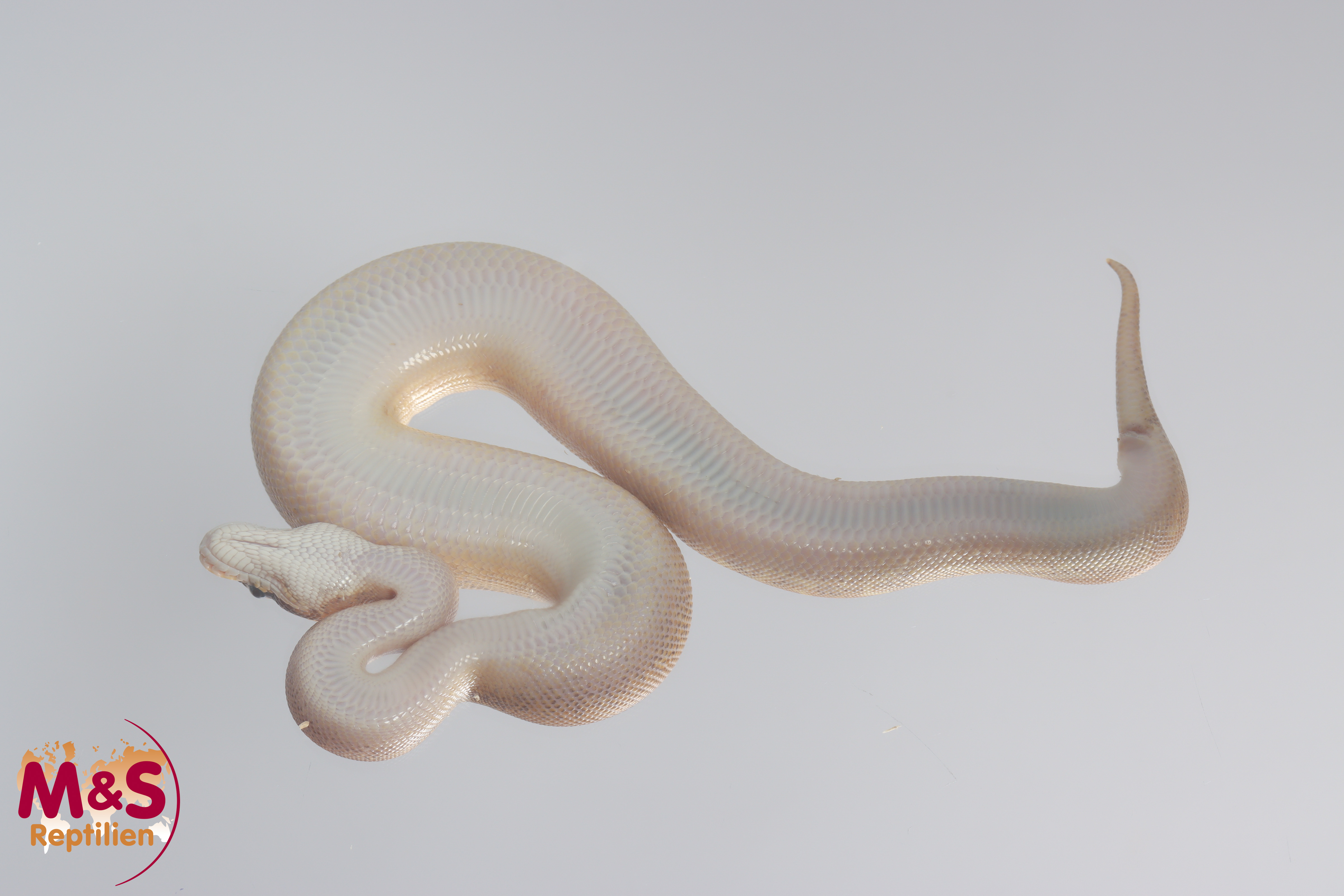 0.1 (Female) Highway (Gravel - Yellowbelly) Königspython NZ´M&S´22 ...