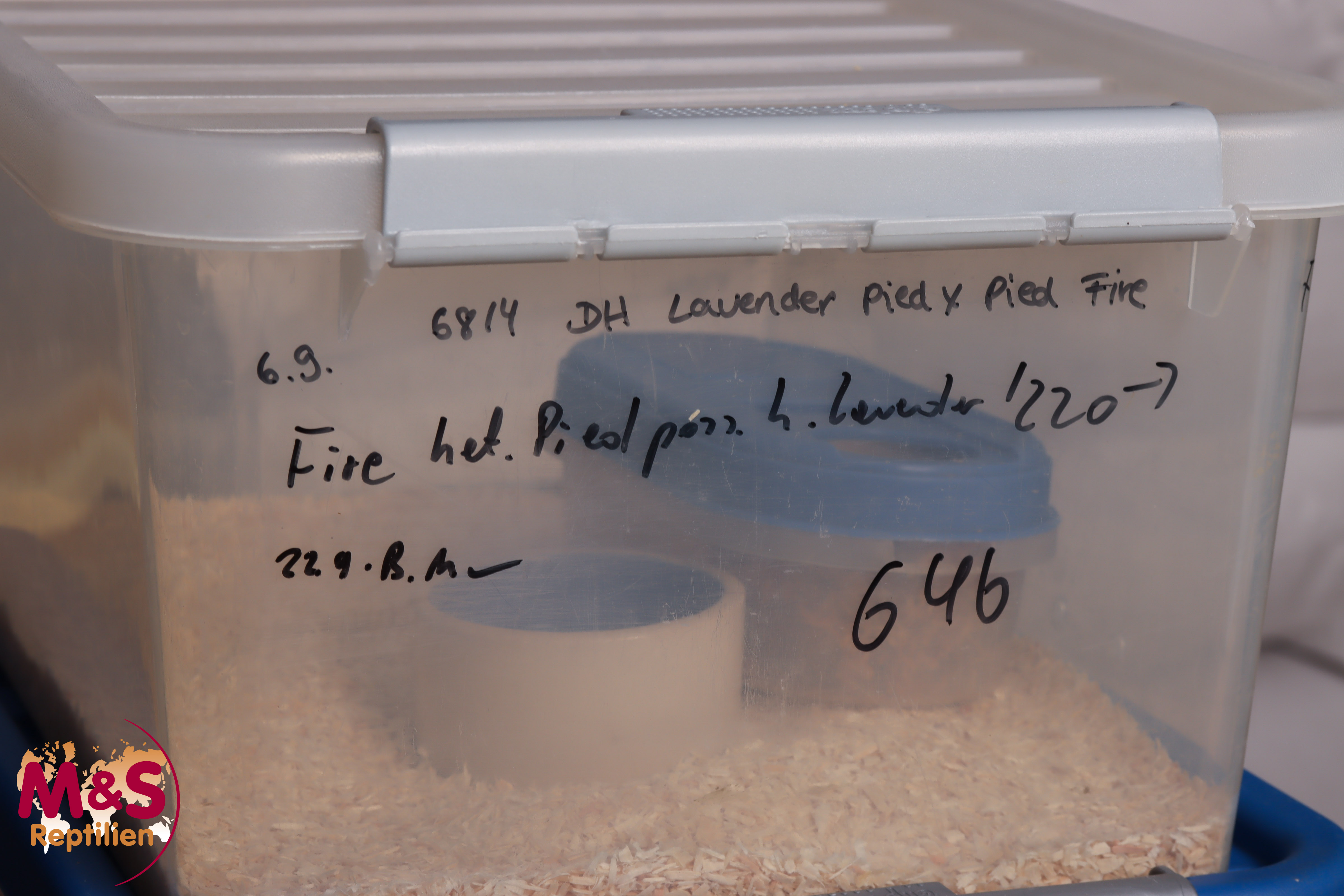 1.0 (Male) Fire - 100% hetero Piebald 50% pos. het. Lavender ...