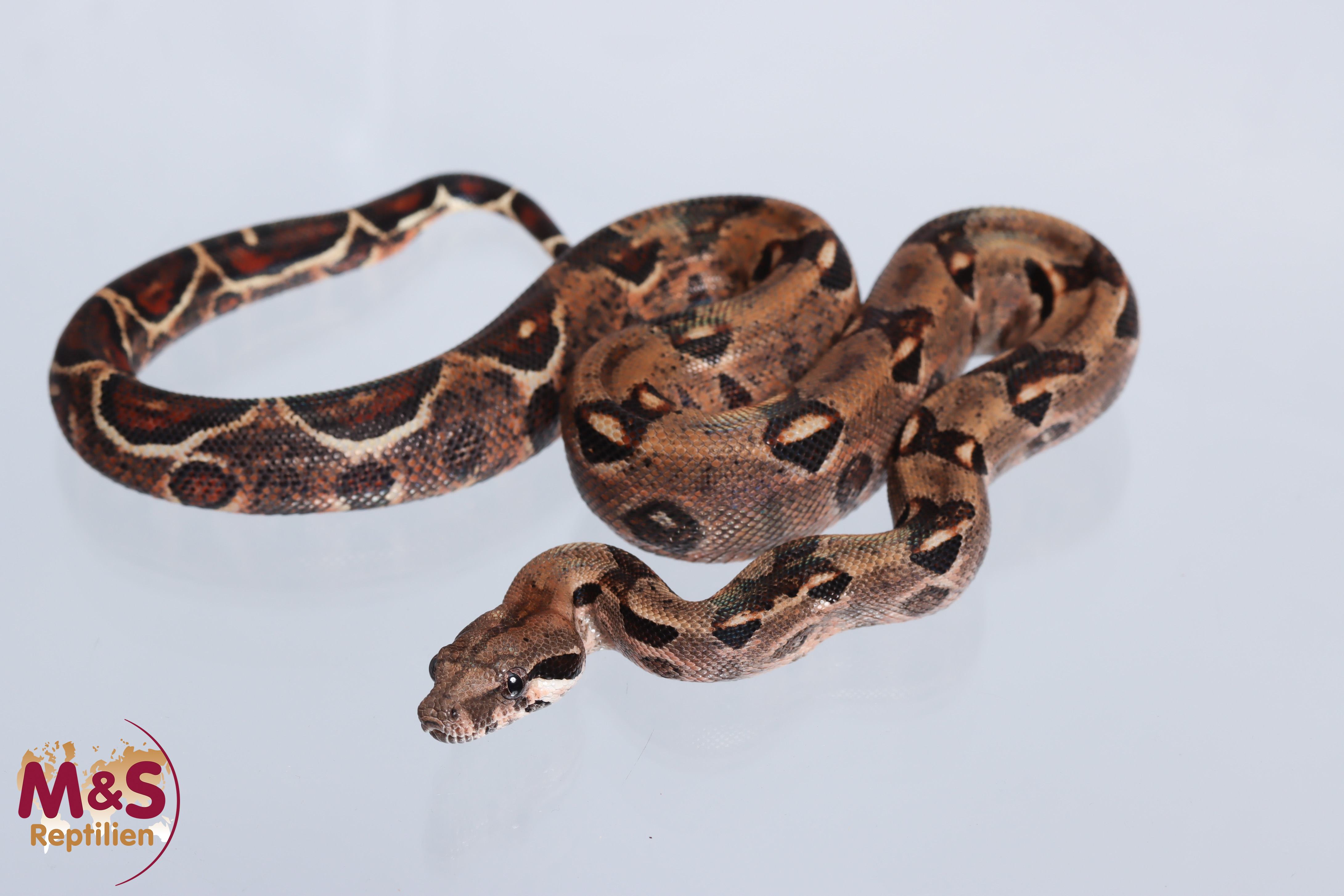 Equador Boa poss T+ NZ´24 (ca. 40 cm) Boa constrictor imperator | Boas ...