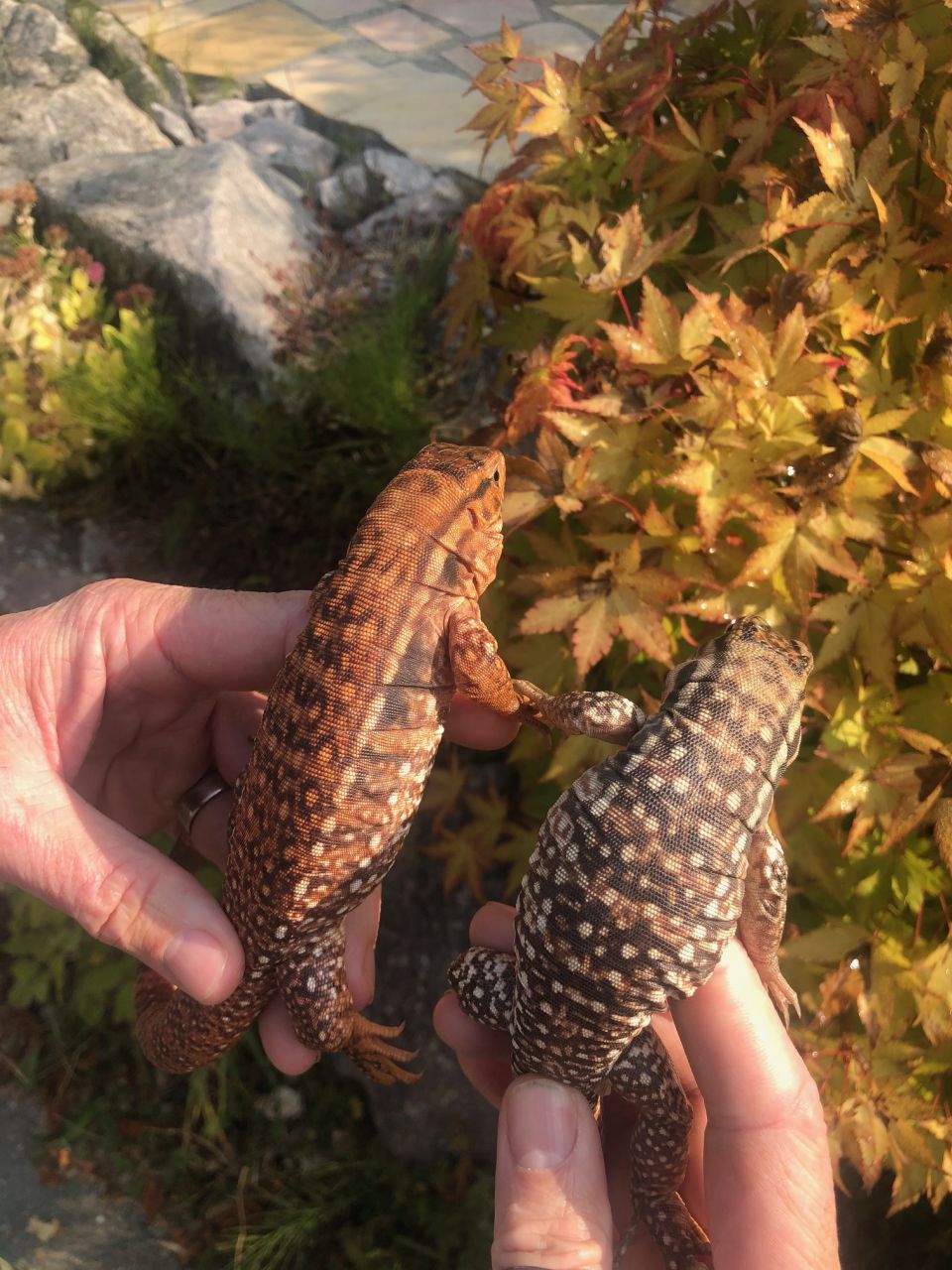 Roter Argentinischer Teju NZ’ 20 (medium-large) Salvator rufescens ( Geschlecht angeben ...