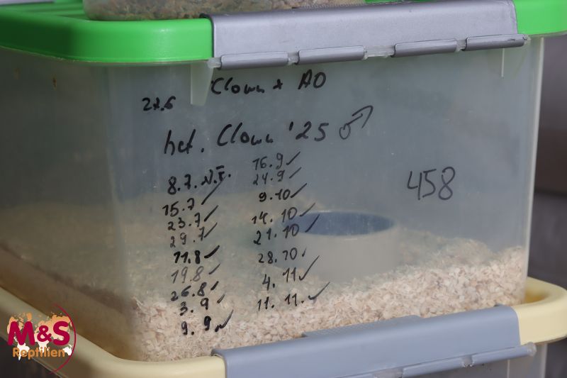 1.0 (Male) 100% hetero Clown Königspython NZ´M&S'25 Python regius ...