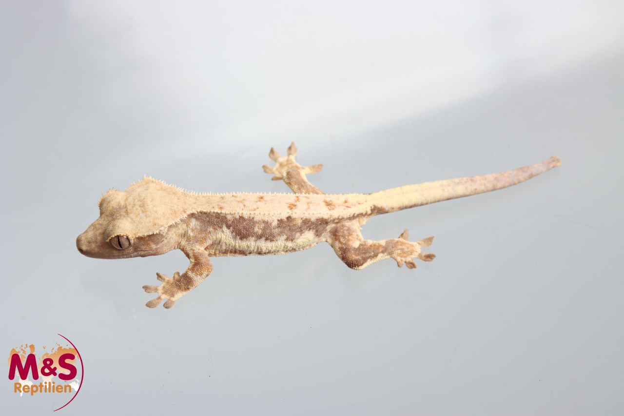 1.0 (Male) Lilly White Kronengecko ( small-medium) NZ´25 C. ciliatus ...