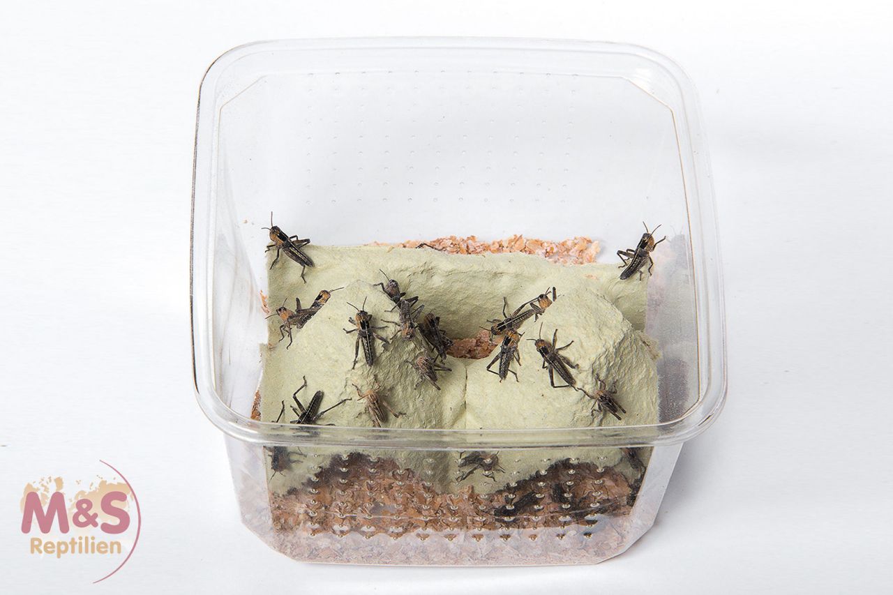 locusts / grasshoppers, small | fihsk
