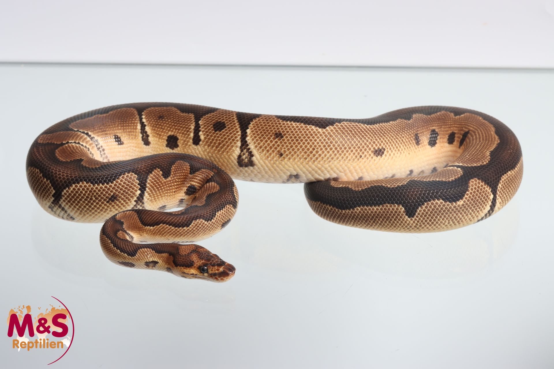 1.0 (Male) Clown Königspython NZ´M&S´23 ( adult) Python regius | 23MSClo2037m | M&S Reptilien