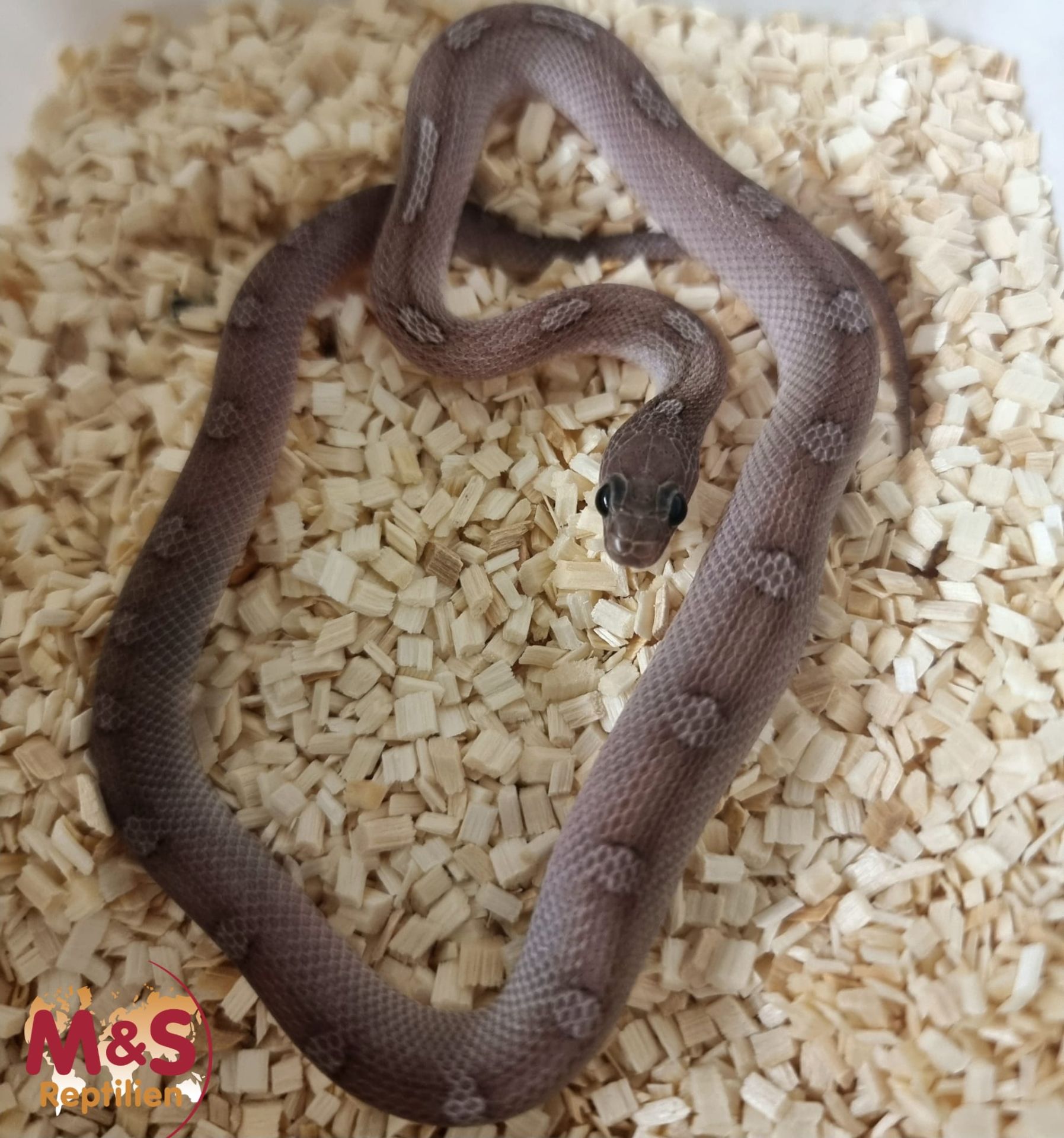 Piedsided Pewter Motley Kornnatter NZ´25 (ca.30 cm) Pantherophis ...