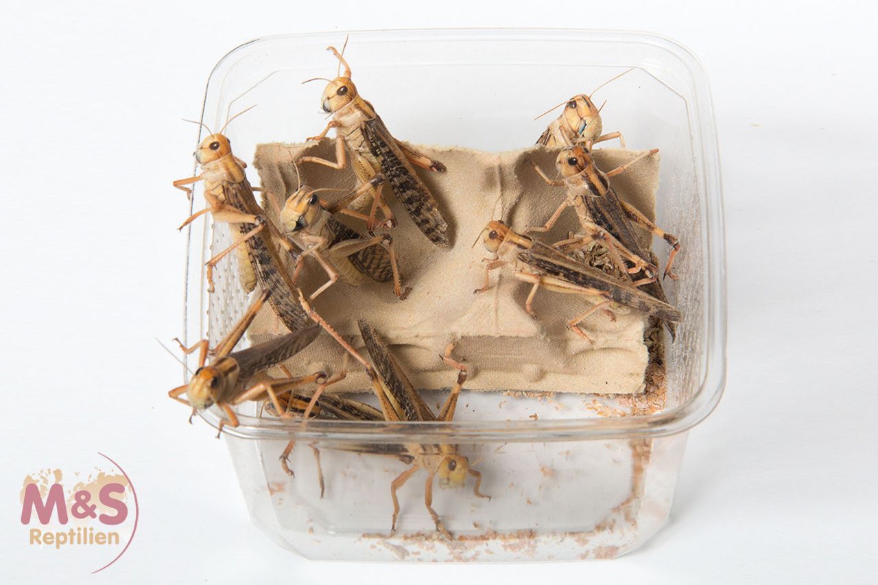 locusts, large | fihsg1