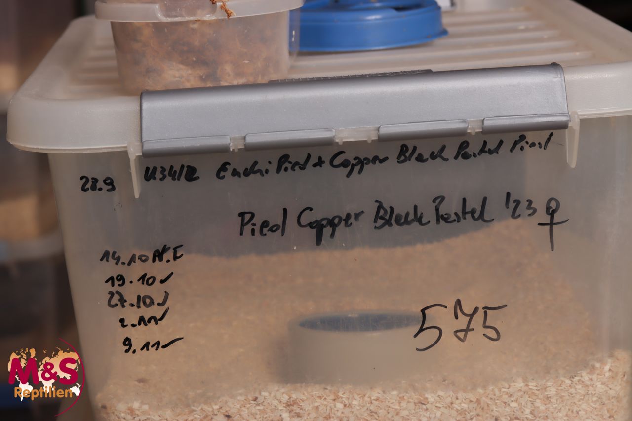 0.1 (Female) Piebald Copper Black Pastel Königspython NZ´M&S´23 Python ...