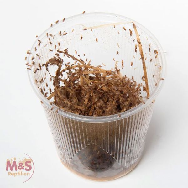 fruit flies, big | fidg