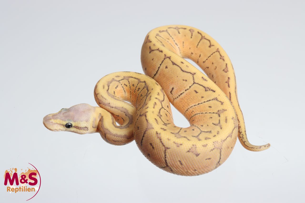 1.0 (Male) Ghost Pastel Pinstripe het Piebald Königspython NZ´M&S´25 ...