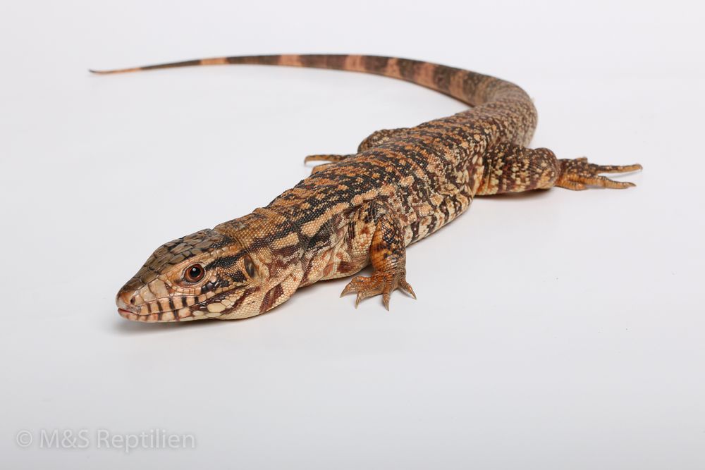 Roter Argentinischer Teju NZ’ 20 (medium-large) Salvator rufescens ...