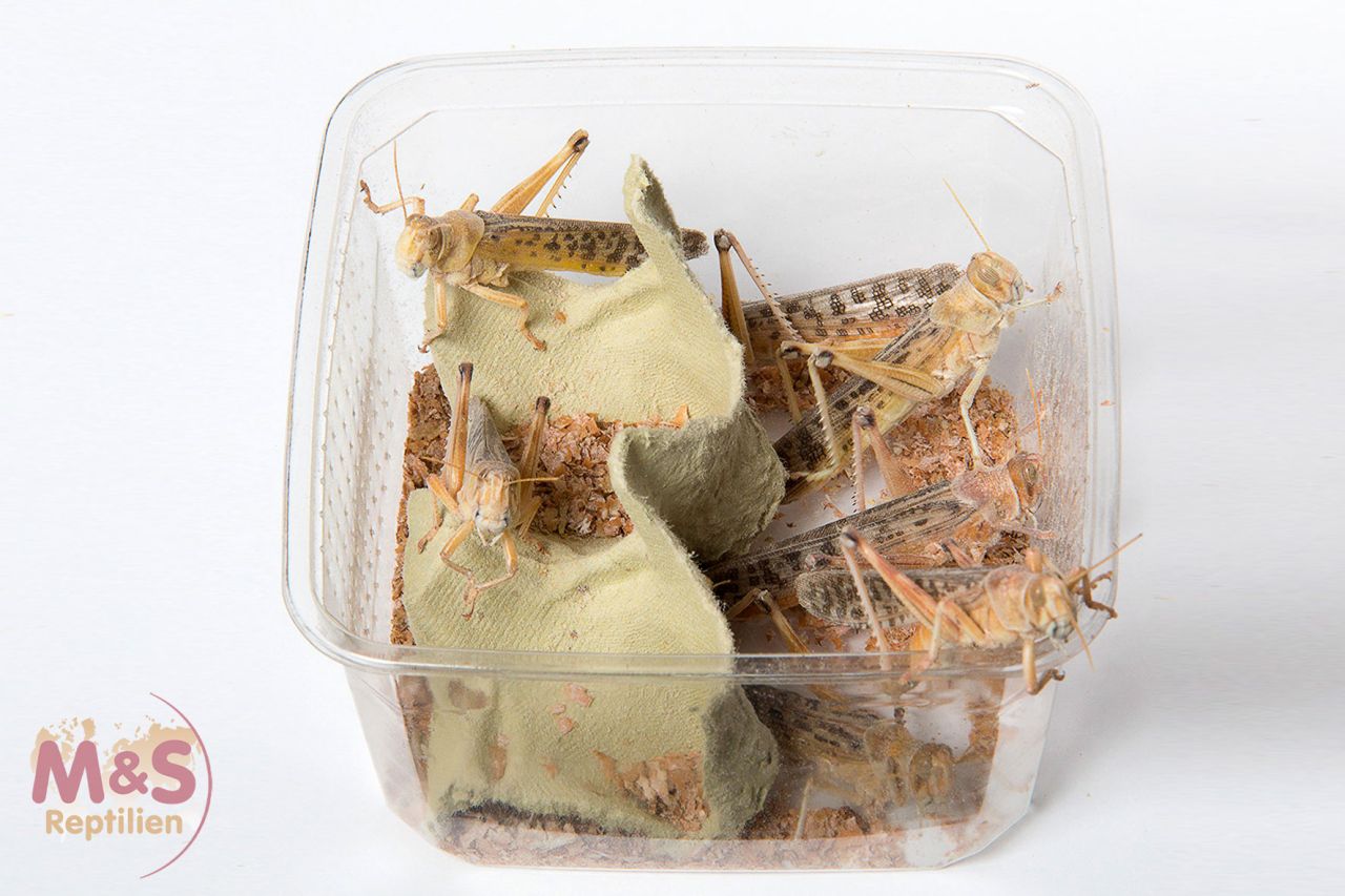 desert locusts, large | fihsg