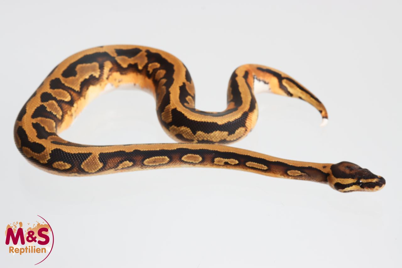 0.1 (Female) Piebald 66% hetero Lavender - Clown Königspython NZ´24 ...