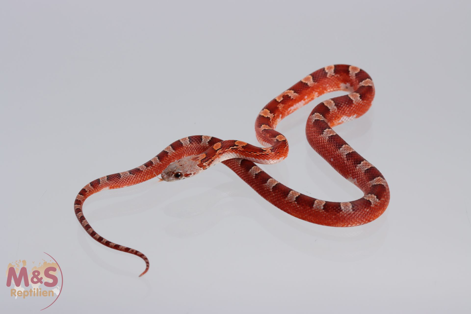 0.1 (Female) Piedside Bloodred Kornnatter ( Ice Blood x Hypo Pewter) NZ ...