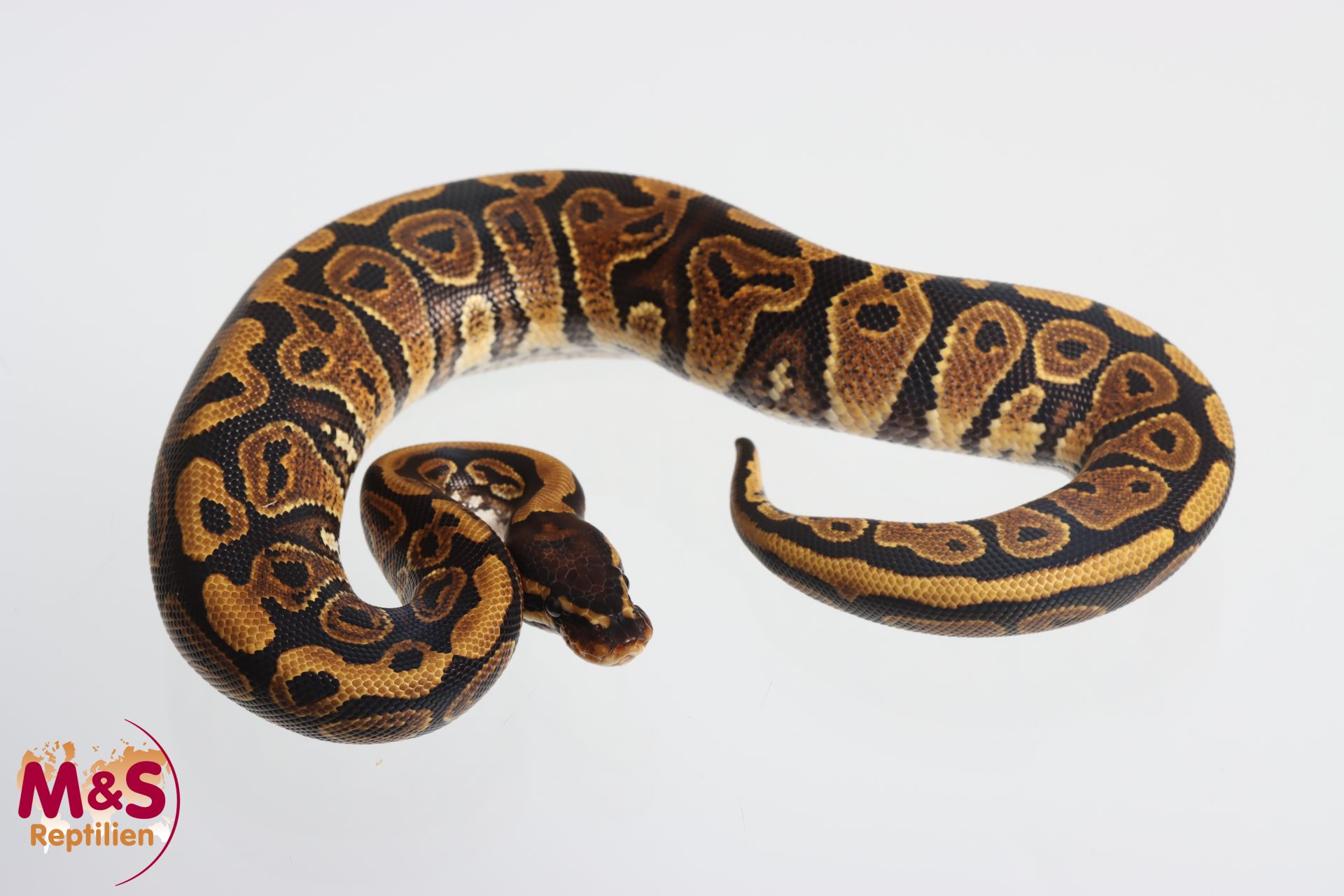 1.0 (Male) Gravel Königspython NZ´M&S´25 Python regius Kopie ...