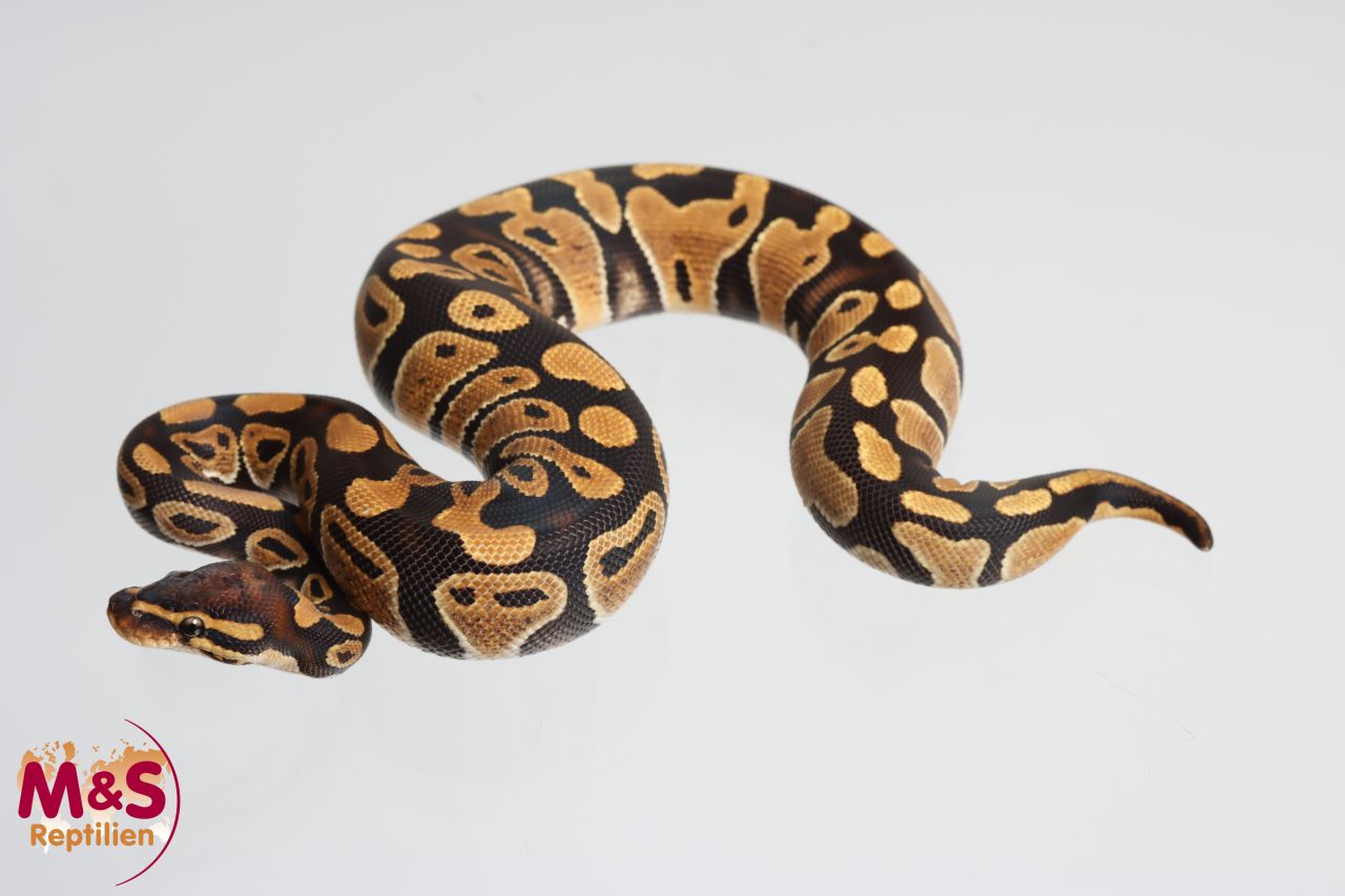 0.1 (Female) 50% poss. Clown 50% poss. Sunset Königspython NZ´M&S´24 ...