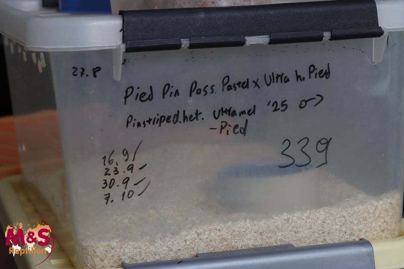 1.0 (Male) Pinstripe het. Ultramel Piebald Königspython NZ´M&S´25 ...