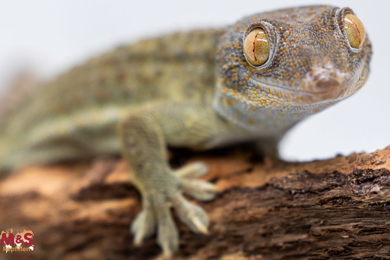 0.1 (Female) Tokeh Gecko ''Powder Blue'' (subadult) NZ'24 Gekko gecko ...