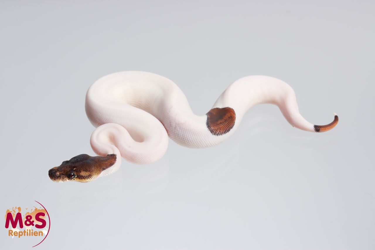 0.1 (Female) Piebald Copper Black Pastel Königspython NZ´M&S´23 Python ...
