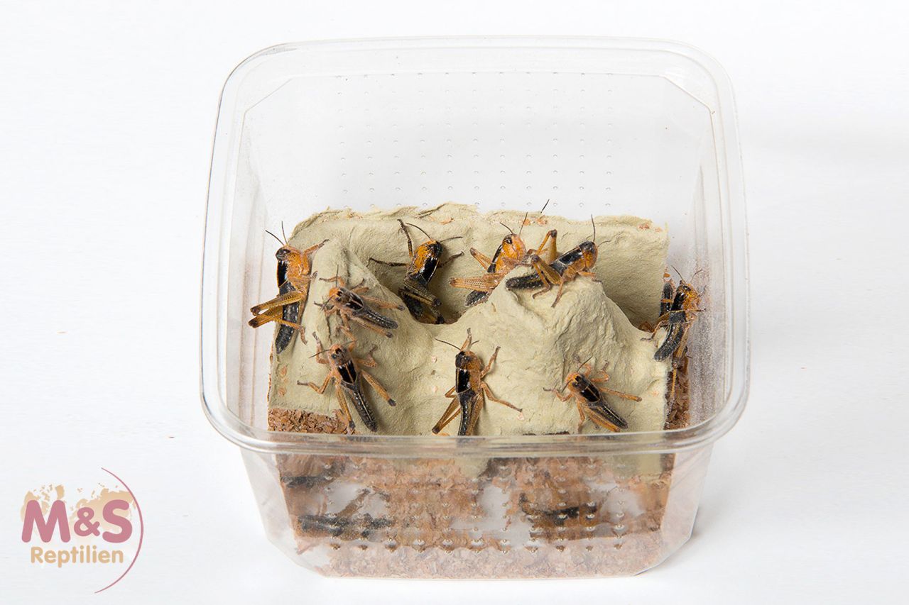 locusts, medium | fihsm1