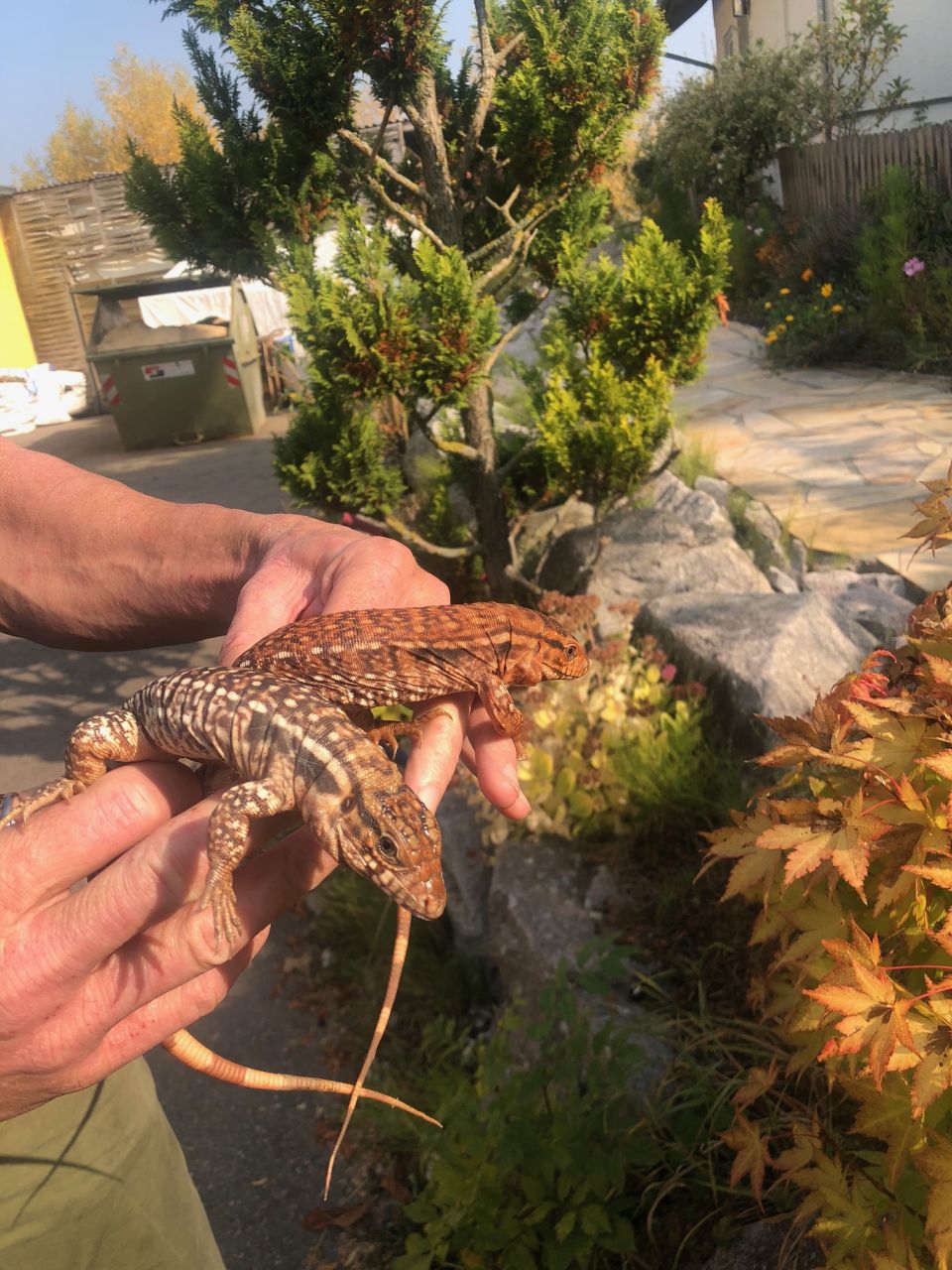 Roter Argentinischer Teju NZ’ 20 (medium-large) Salvator rufescens ...